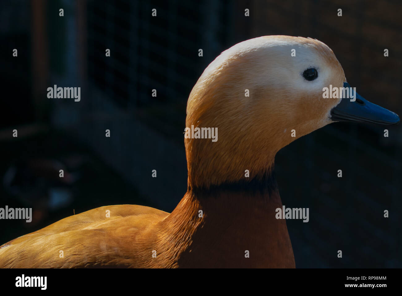 A careful duck in her habitat, Roman Park, Neamt, Romania Stock Photo ...