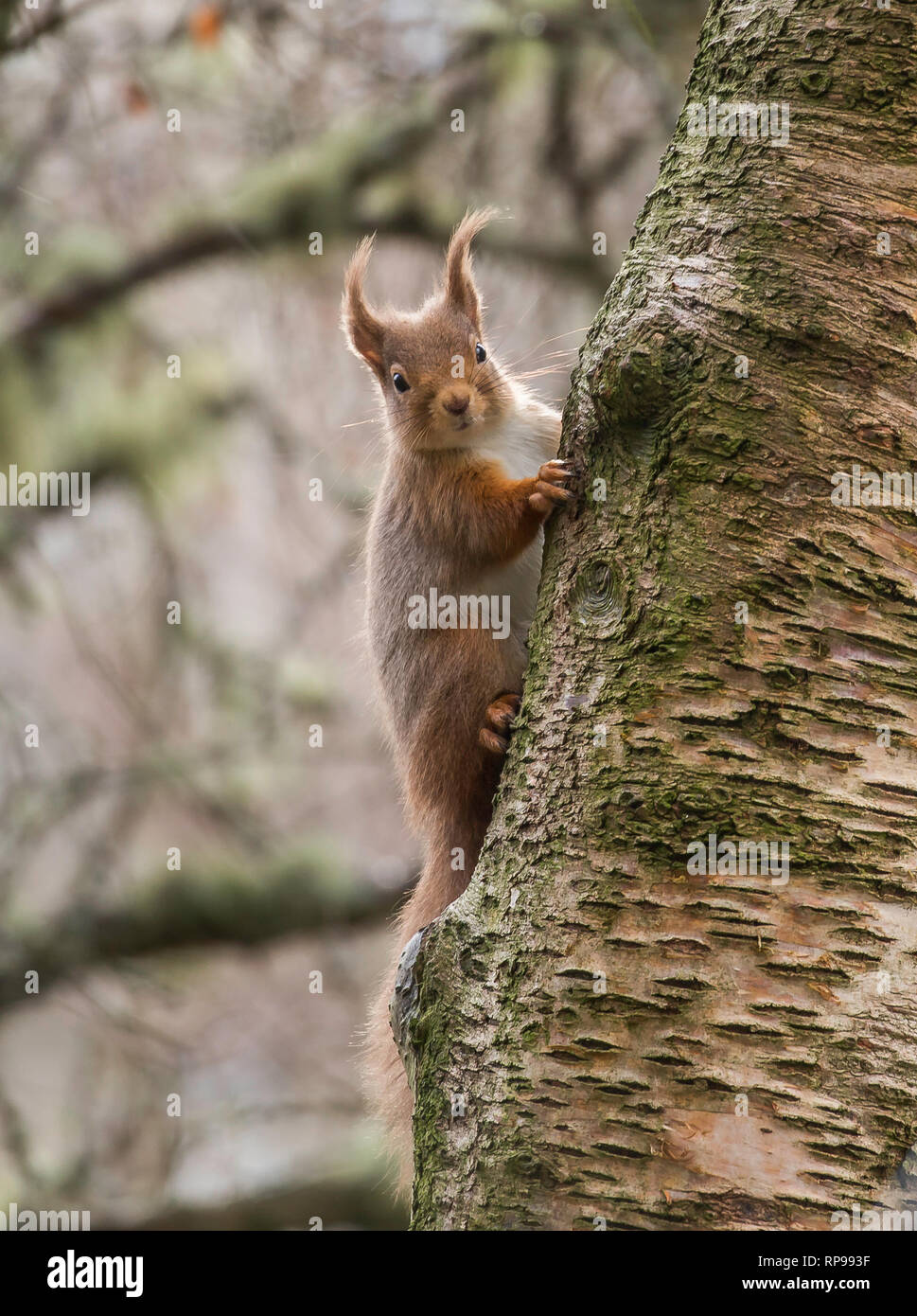 Field squirrel uk farm hi-res stock photography and images - Alamy