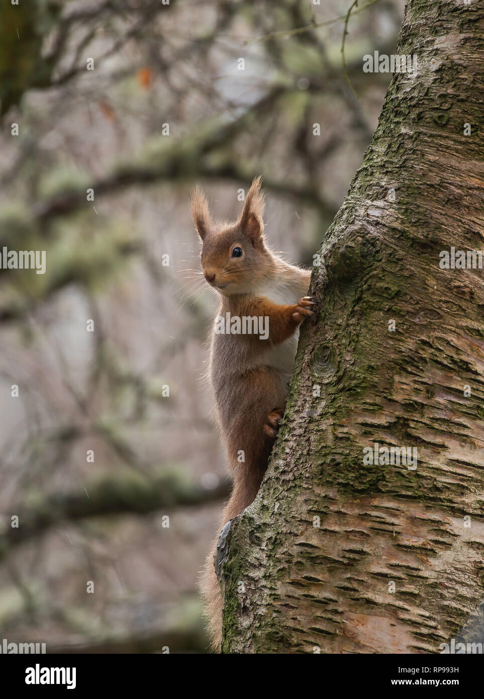 Field squirrel uk farm hi-res stock photography and images - Alamy