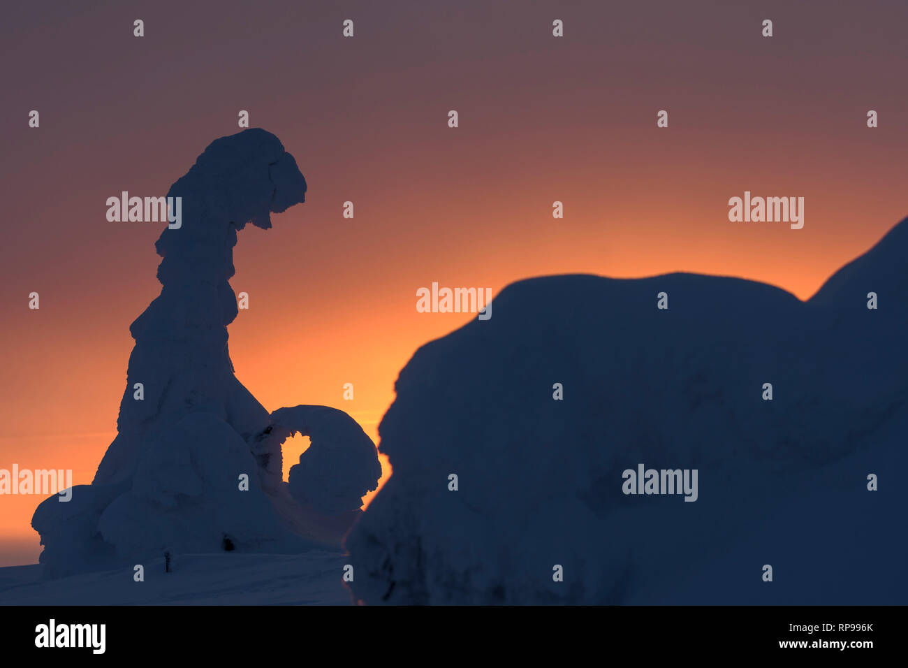 Snow and ice covered coniferous trees in Lapland , Finland Stock Photo ...