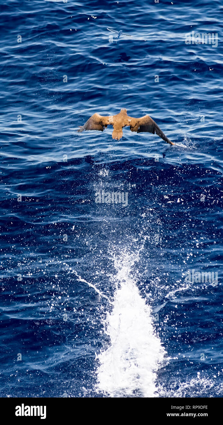 Seagull chasing flying fish Stock Photo - Alamy