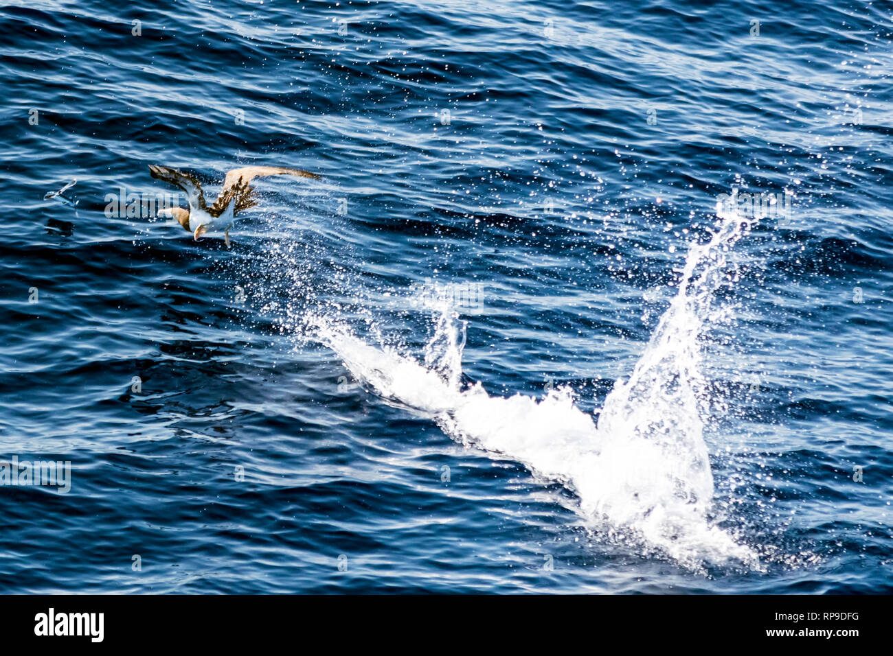 Seagull chasing flying fish Stock Photo - Alamy