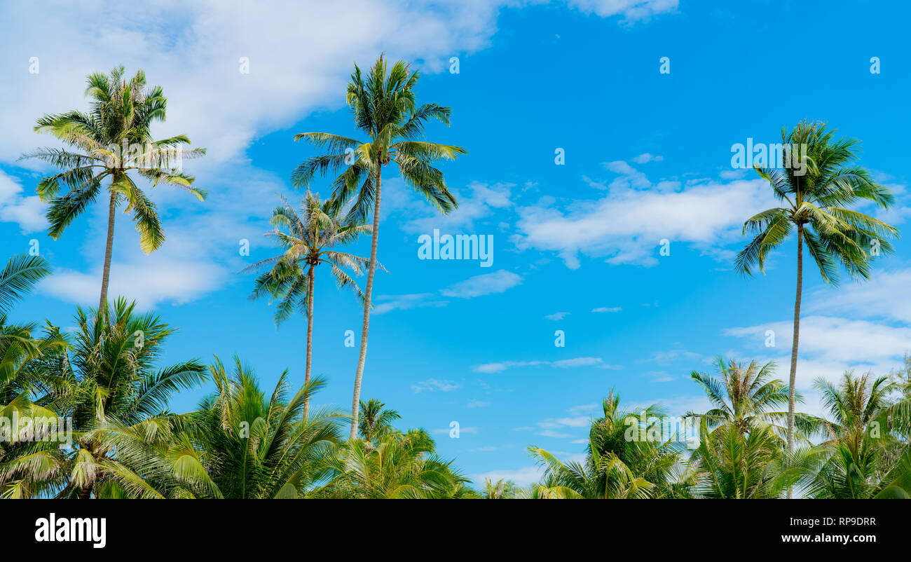 Coconut tree against blue sky and white clouds. Summer and paradise ...