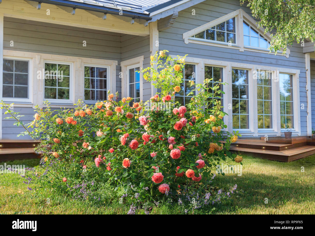 Cottage garden roses lavender hi-res stock photography and images - Alamy