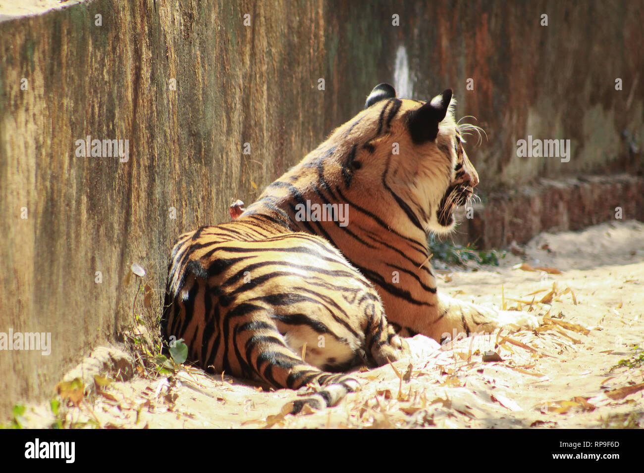 back side of a tiger sleeping Stock Photo - Alamy