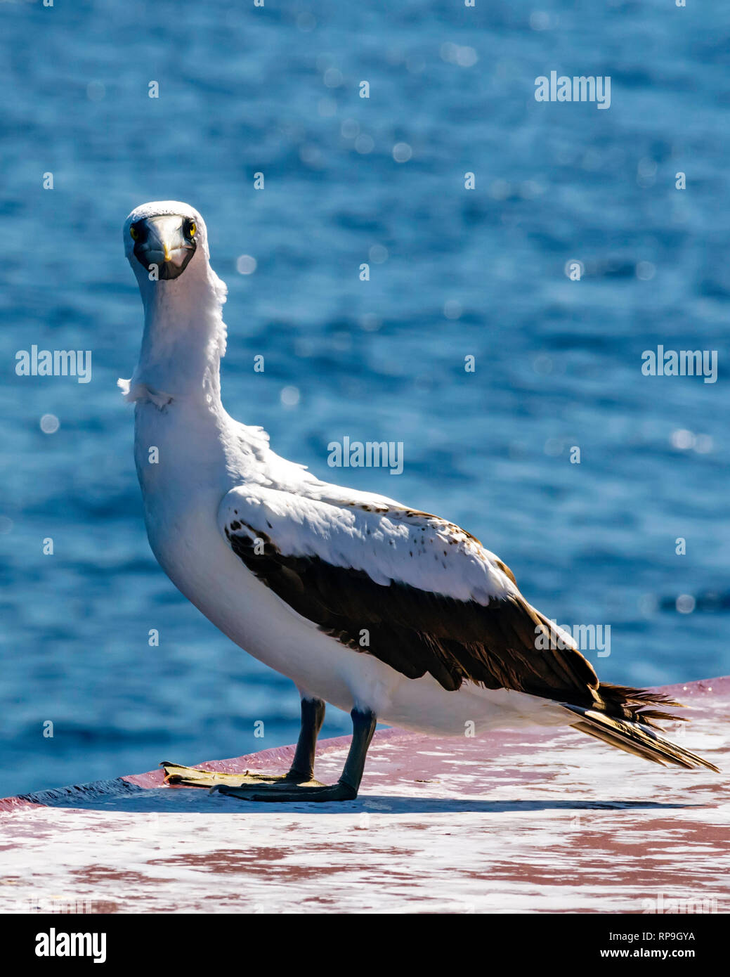Resting on a ships bow hi-res stock photography and images - Alamy