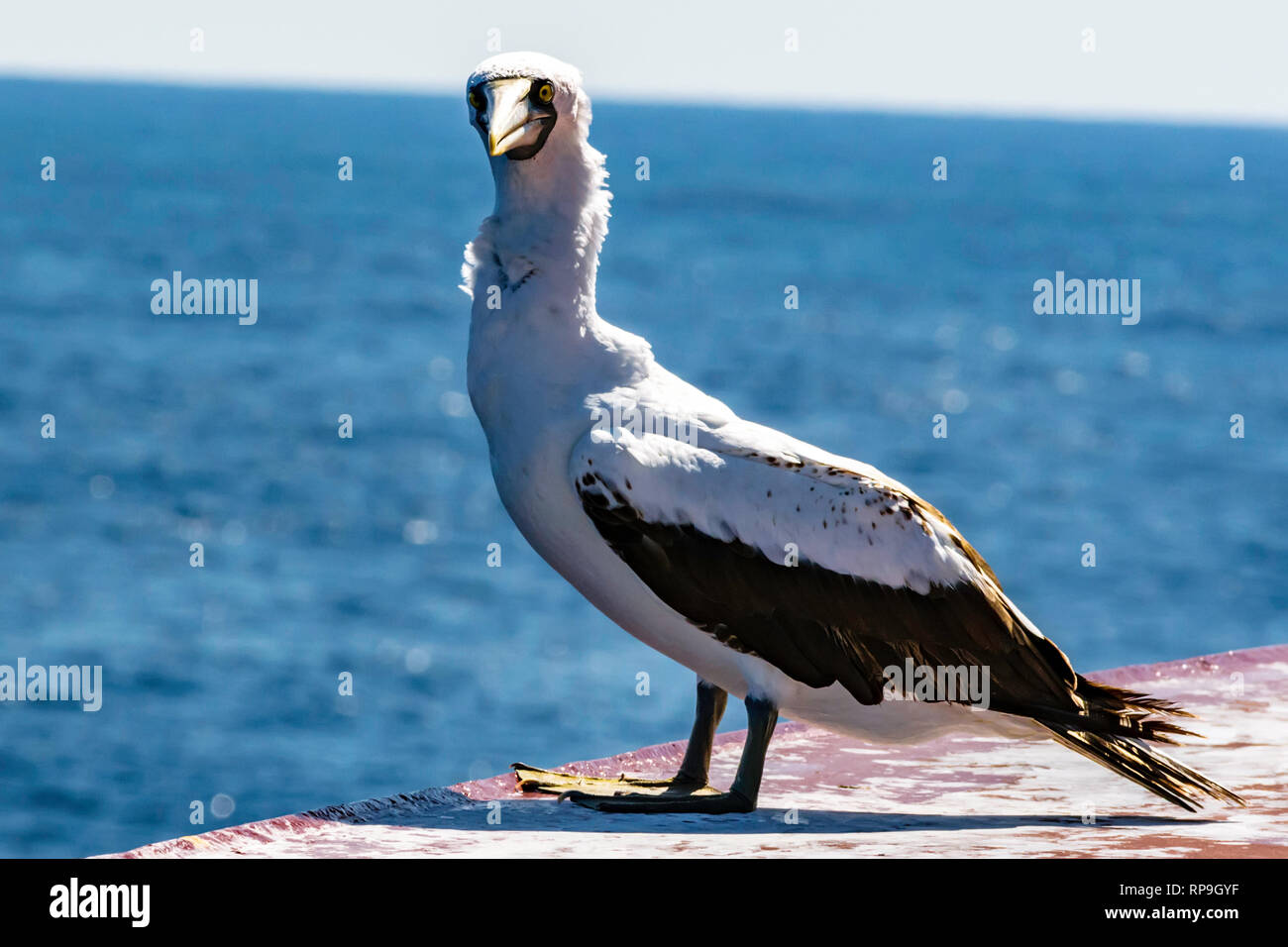 Resting On A Ships Bow High Resolution Stock Photography and Images - Alamy