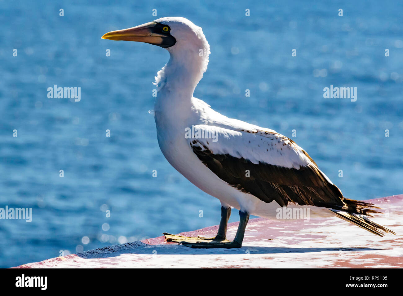 Seagull resting on a ship's bow Stock Photo - Alamy