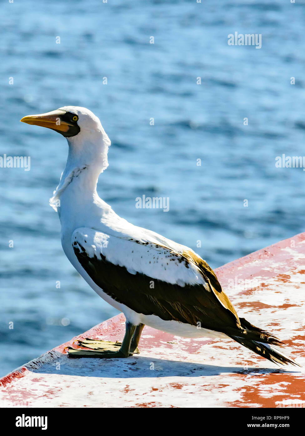 Resting on a ships bow hi-res stock photography and images - Alamy