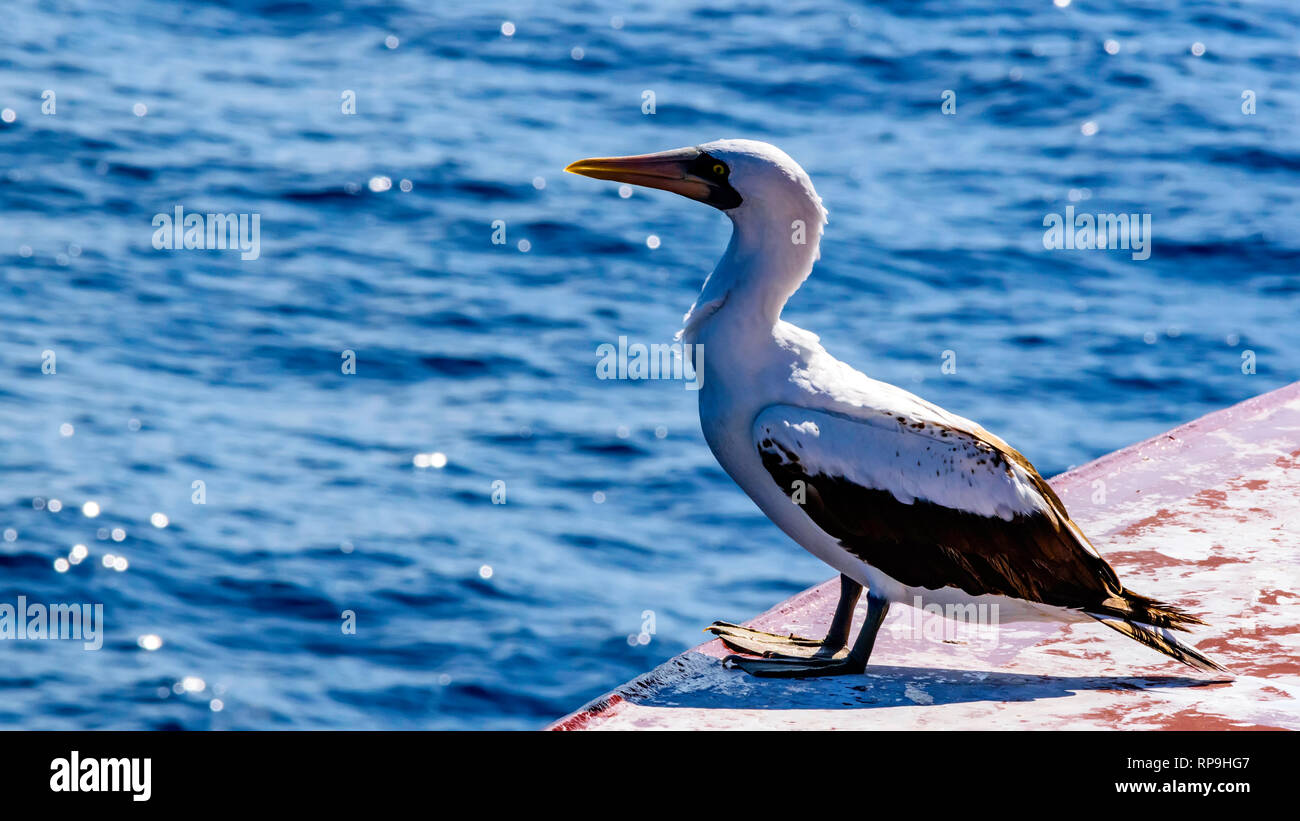 Seagull resting on a ship's bow Stock Photo - Alamy