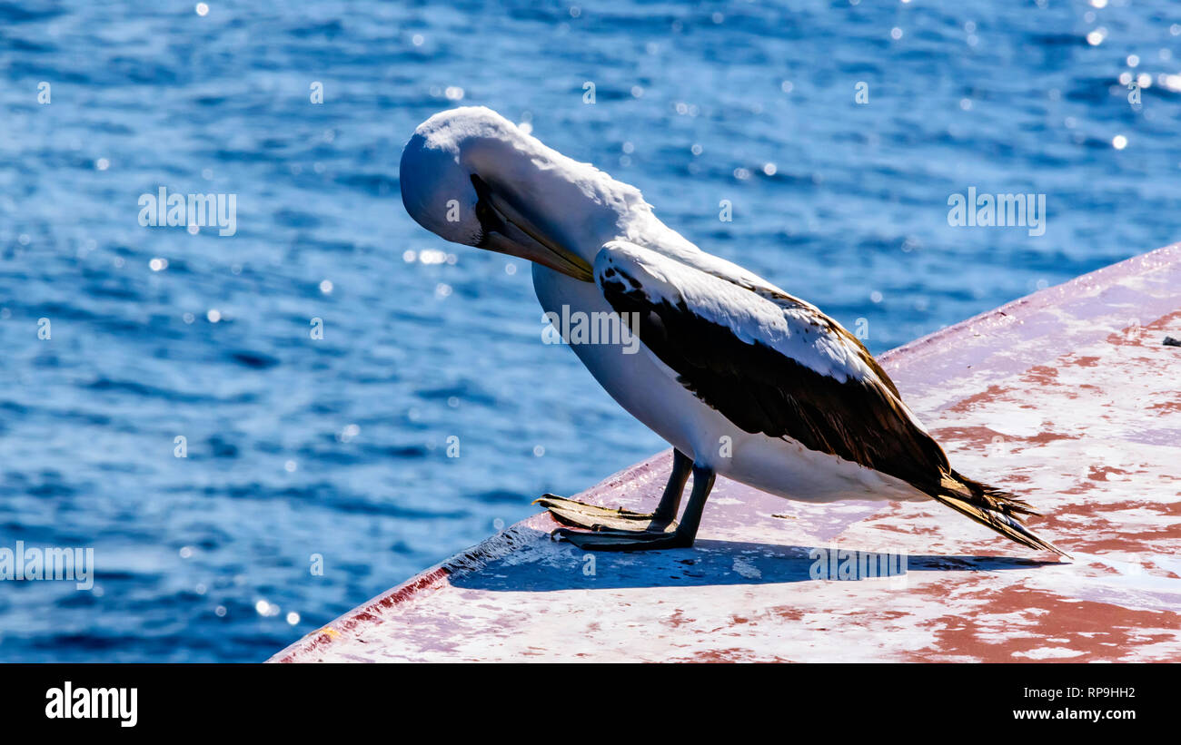 Seagull resting on a ship's bow Stock Photo - Alamy
