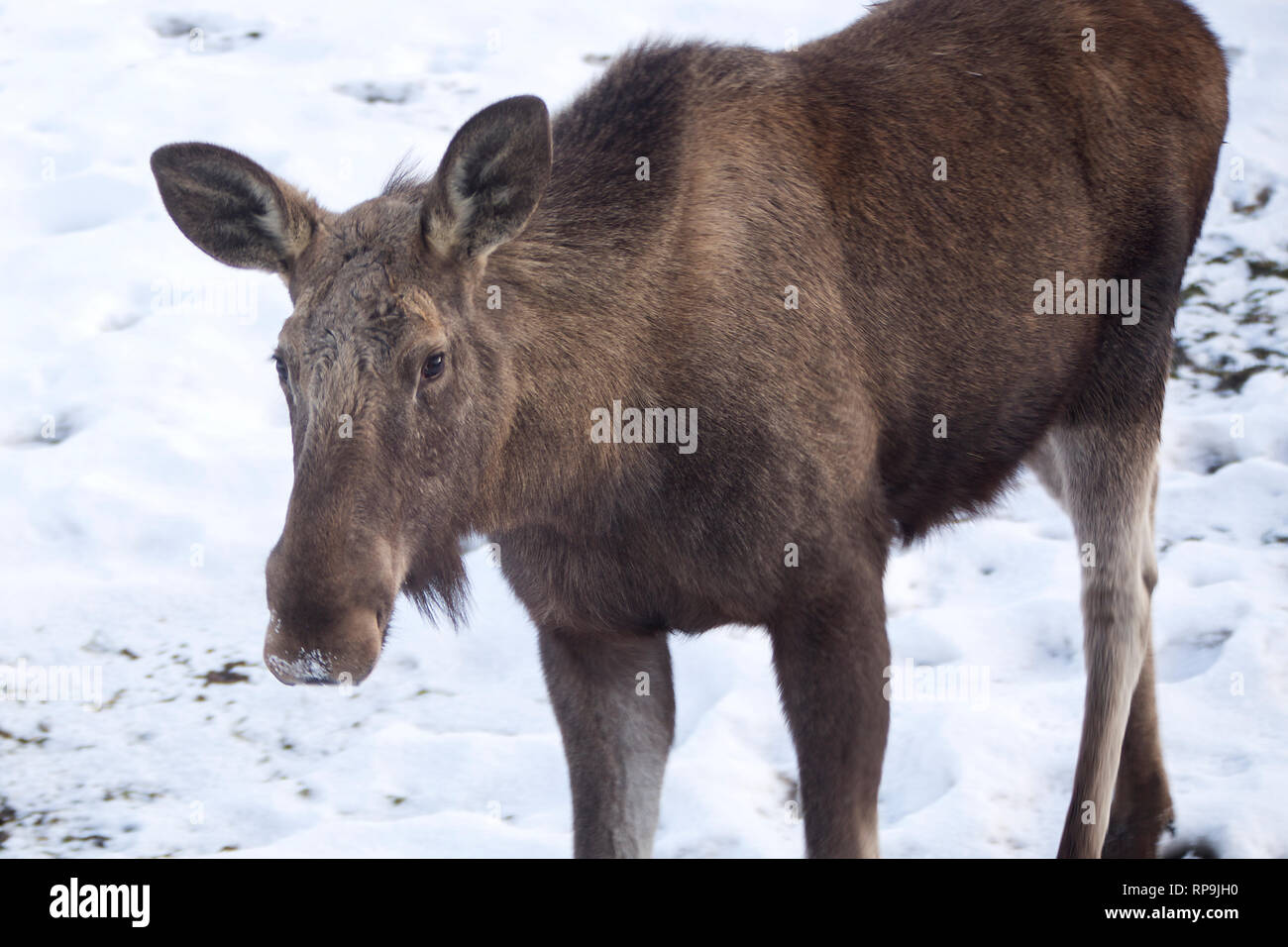 Young female elk in a park in snowy wintertime Stock Photo - Alamy