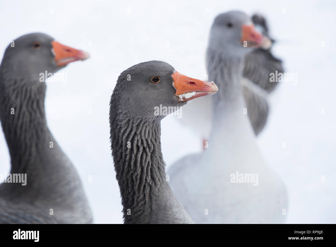 Group of grey geese in snowy wintertime outdoors Stock Photo - Alamy