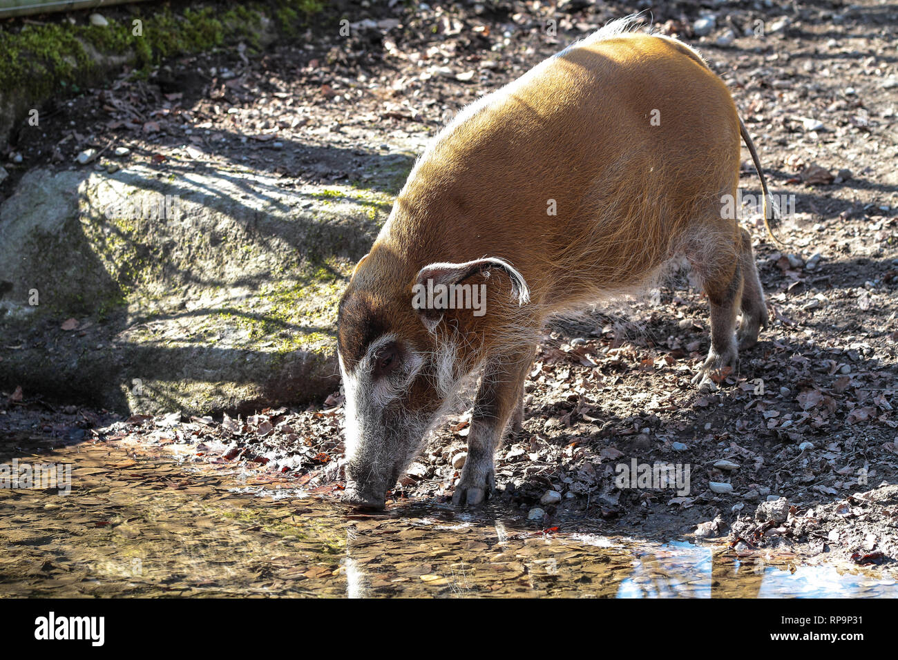 Red river hog, Potamochoerus porcus, also known as the bush pig Stock ...