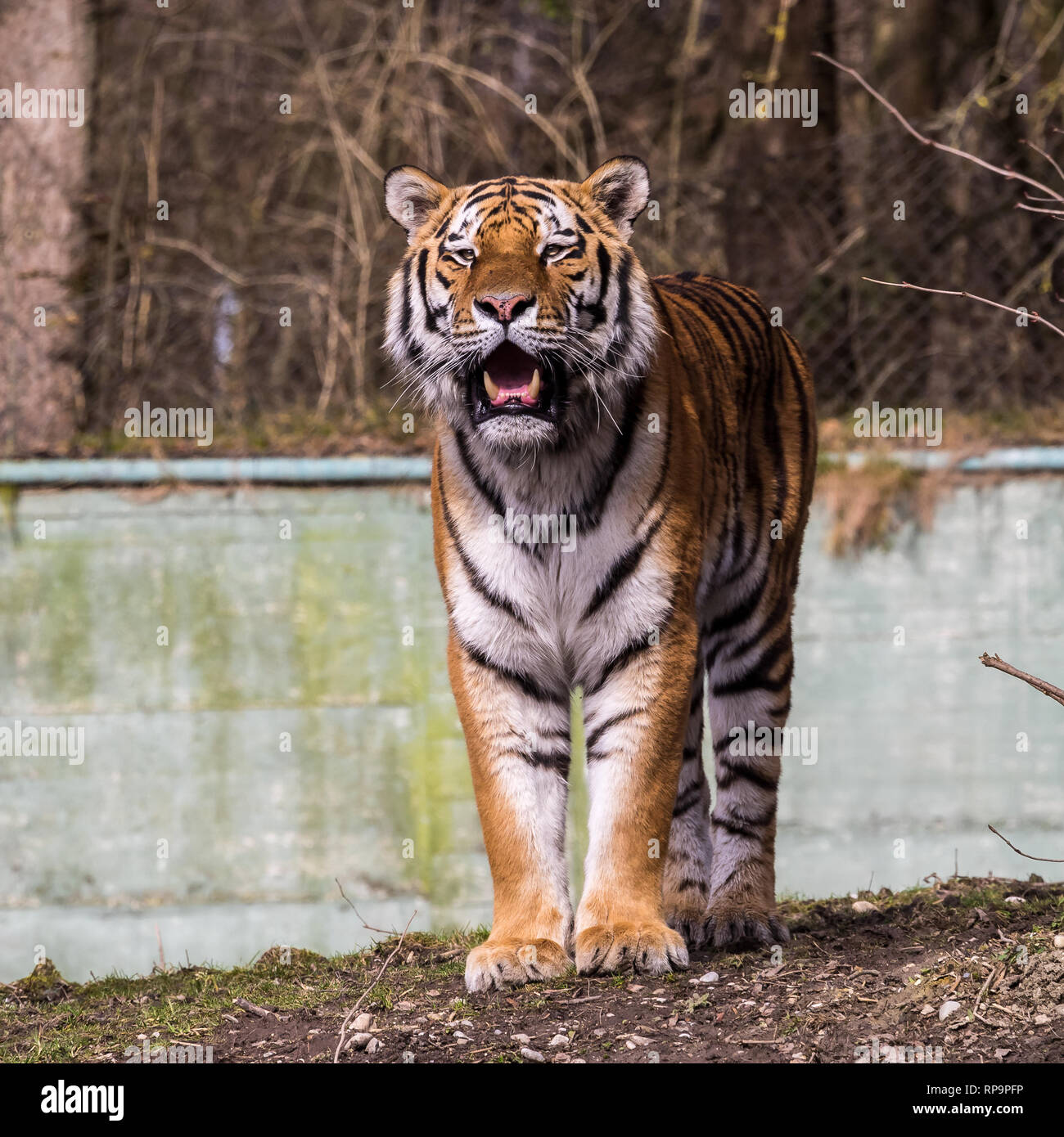 The Siberian tiger,Panthera tigris altaica in the zoo Stock Photo - Alamy
