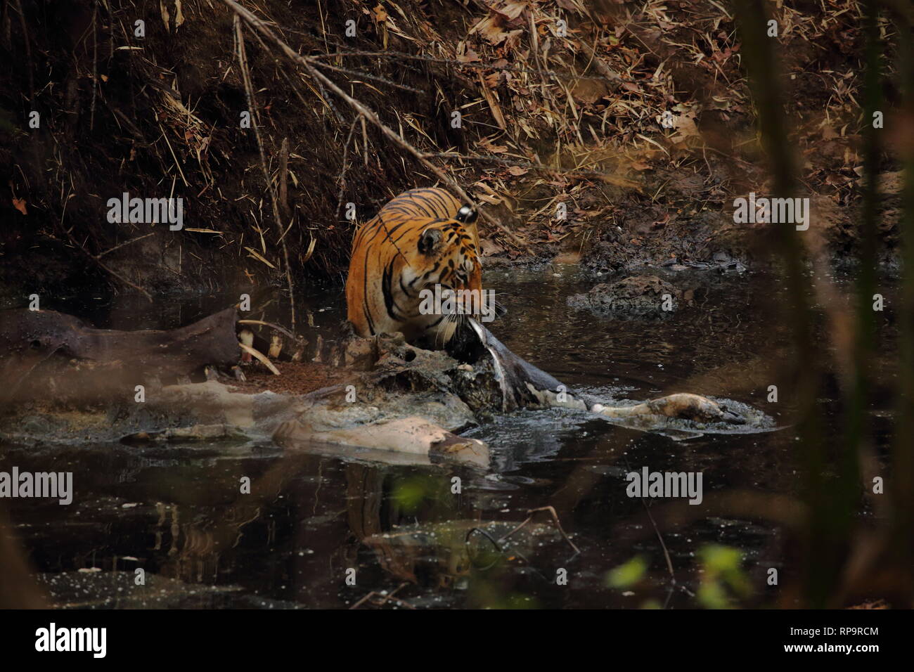 Tiger habitat hi-res stock photography and images - Alamy