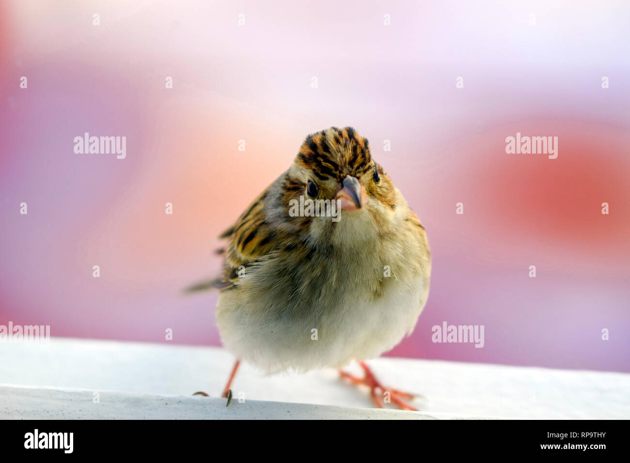 Small bird lost at sea Stock Photo - Alamy