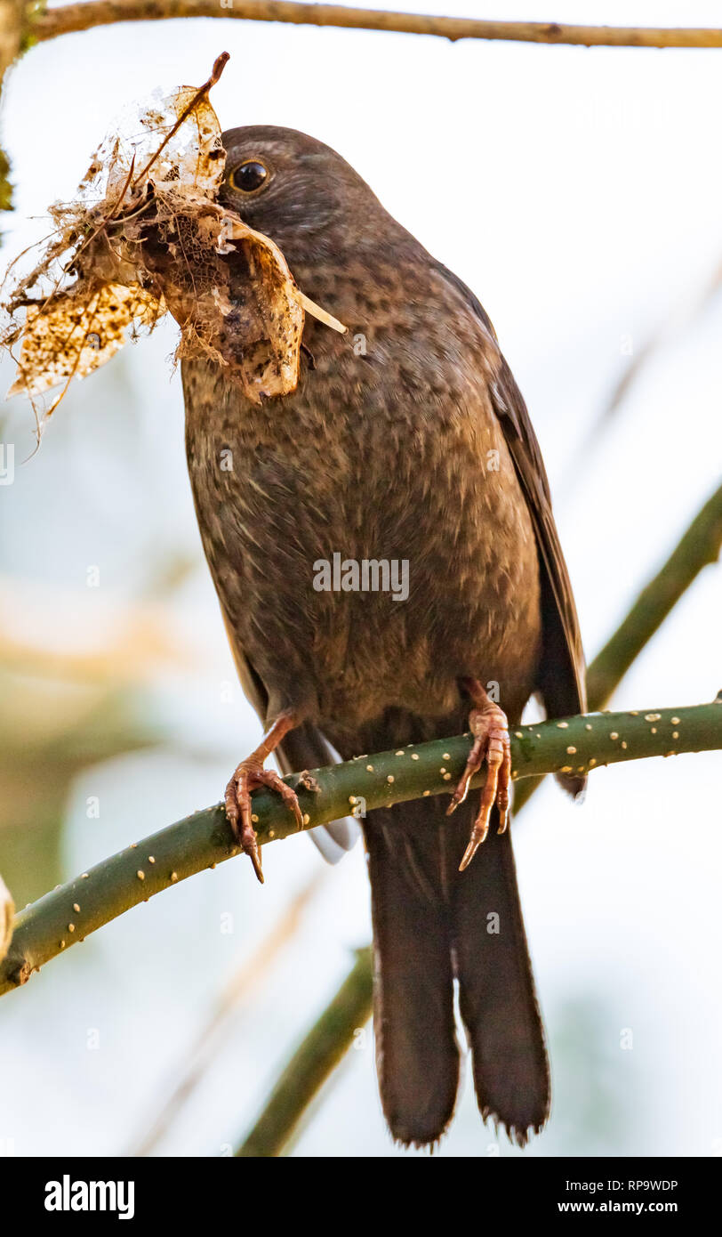 Collecting things hi-res stock photography and images - Alamy