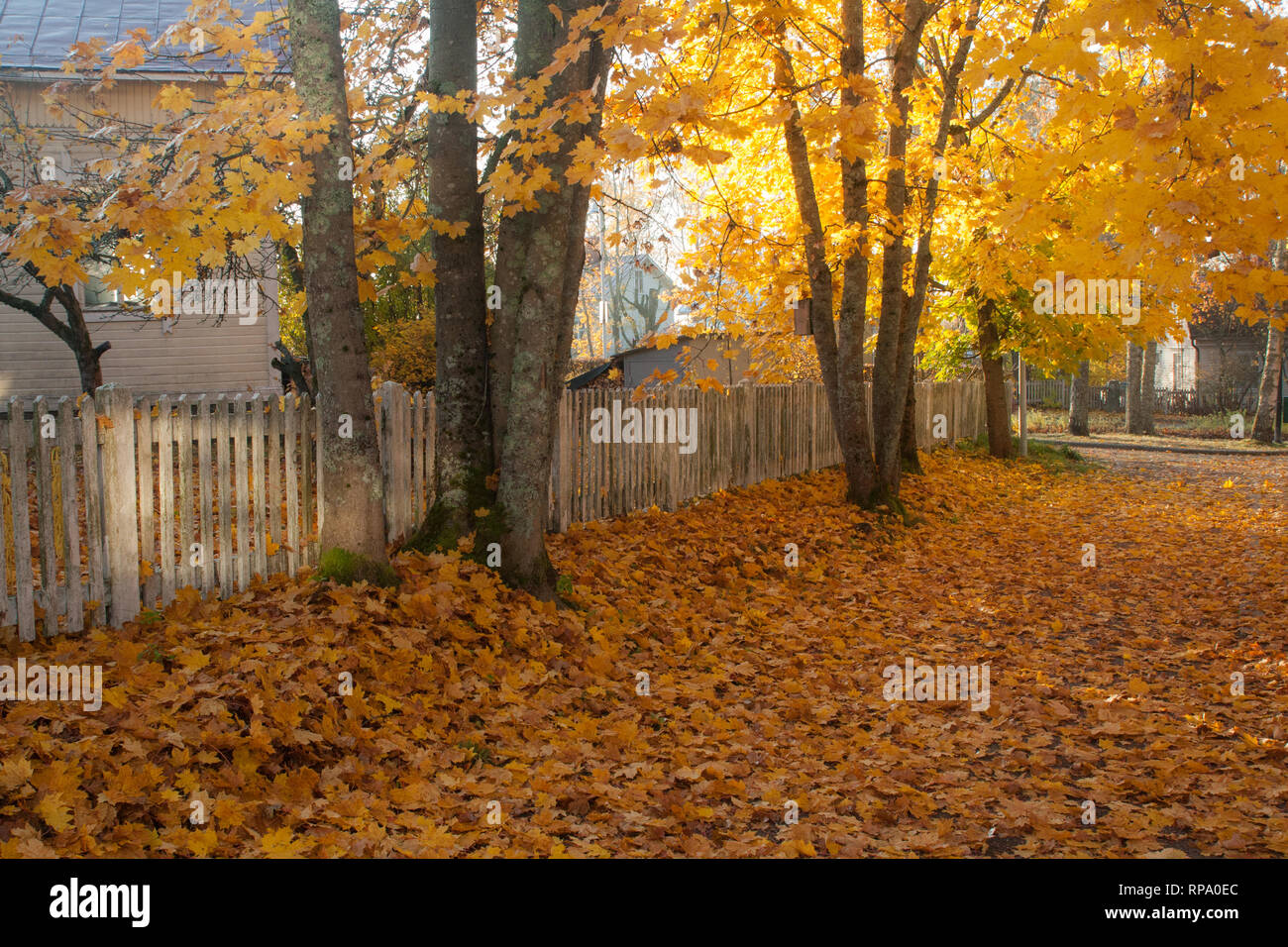 Beautiful colorful autumn scene with white old fence and fall colors in ...