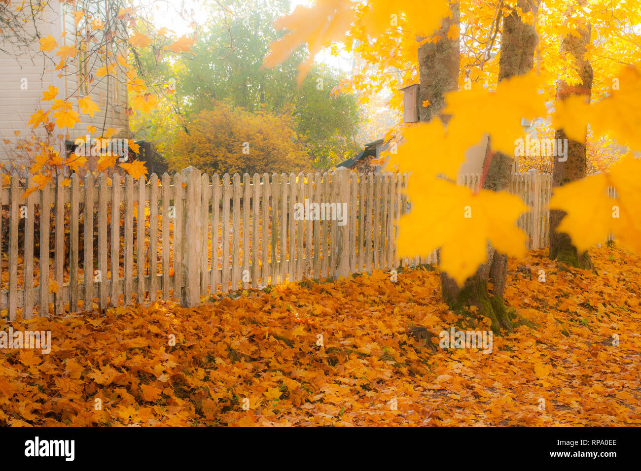 Beautiful colorful autumn scene with white old fence and fall colors in ...