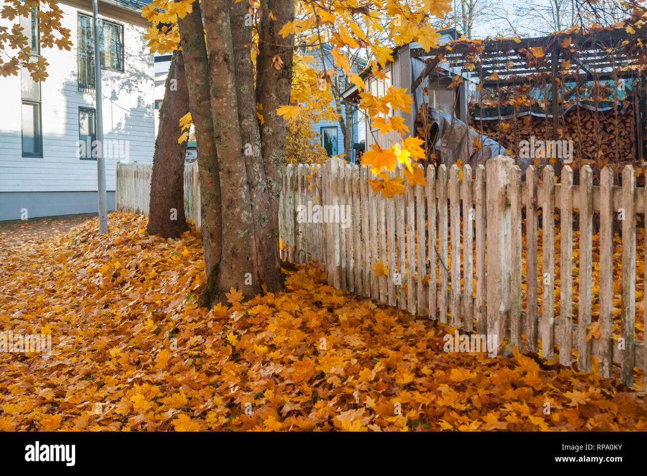 Beautiful colorful autumn scene with white old fence and fall colors in ...