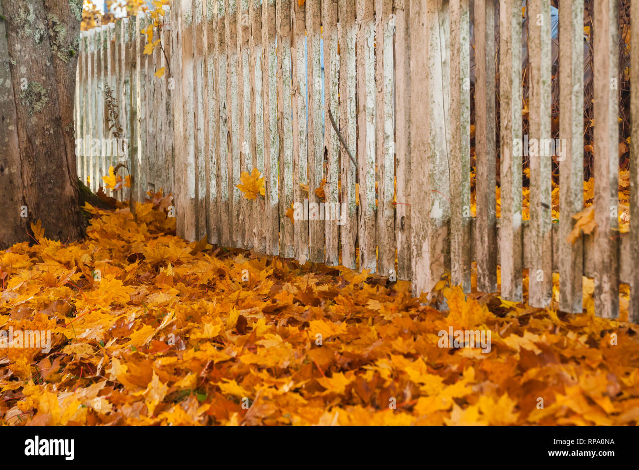 Beautiful colorful autumn scene with white old fence and fall colors in ...