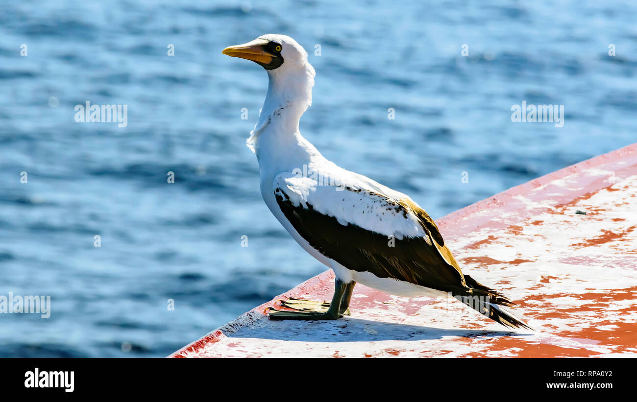 Resting On A Ships Bow High Resolution Stock Photography and Images - Alamy