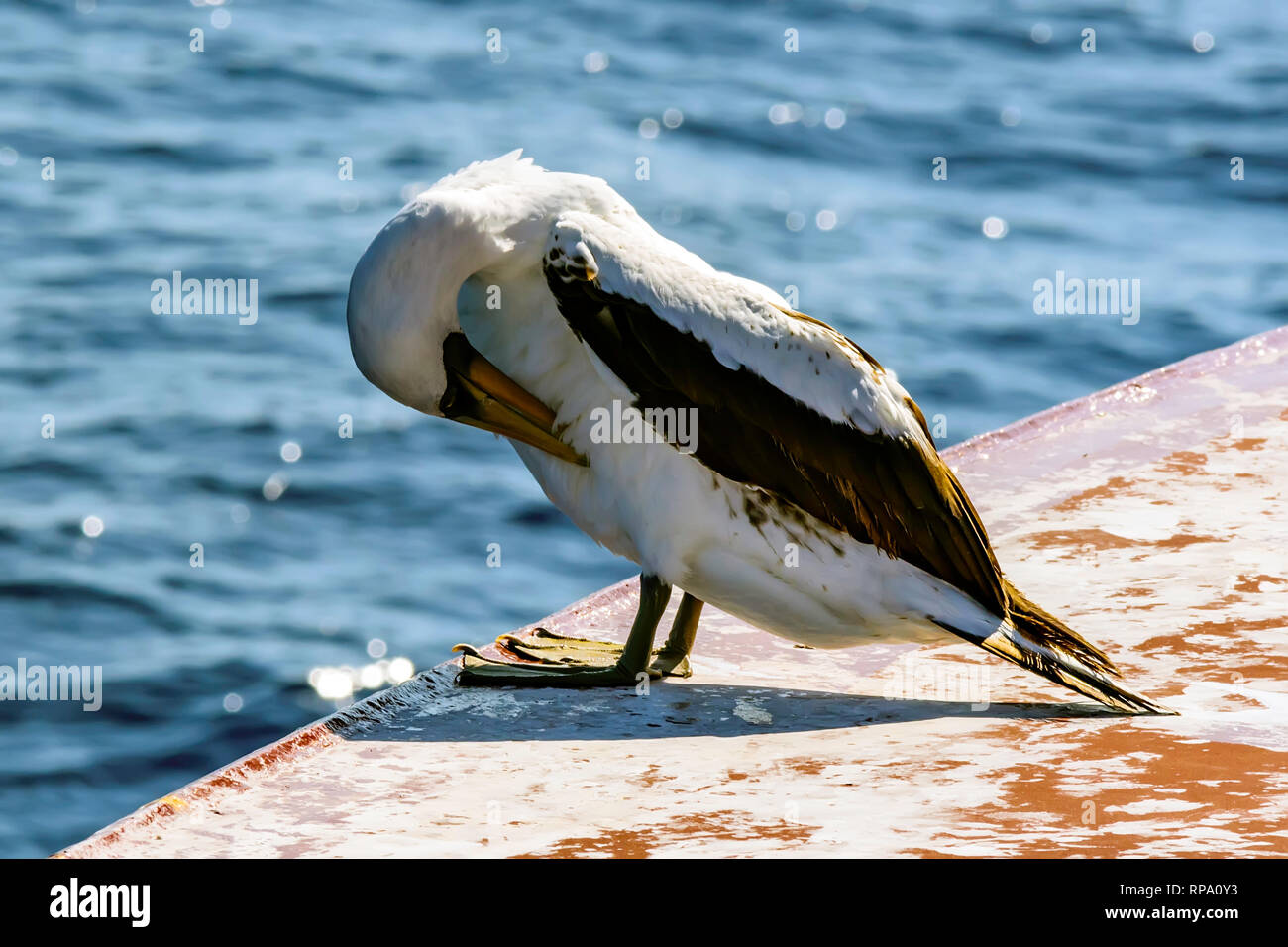 Seagull resting on a ship's bow Stock Photo - Alamy