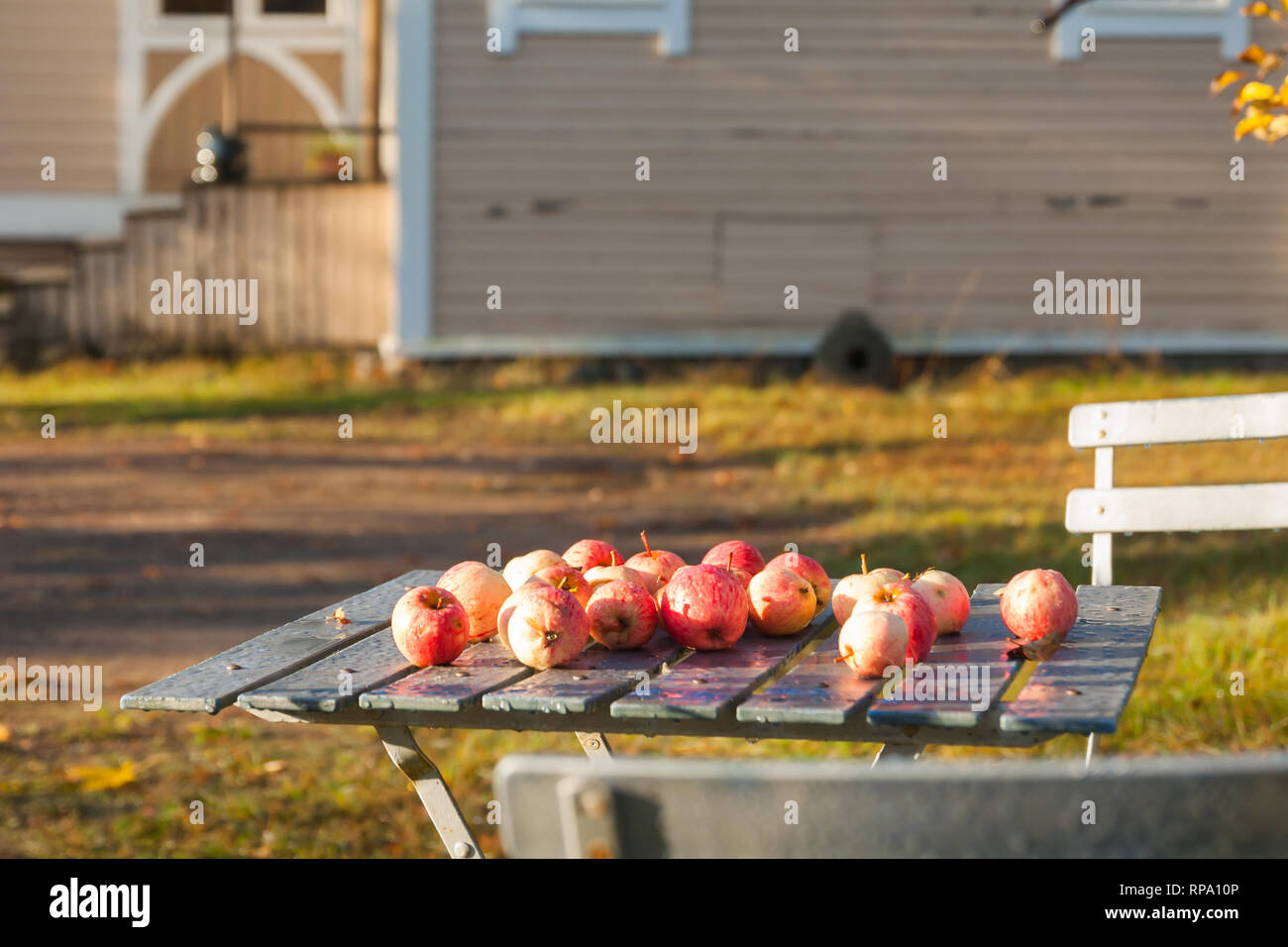 Old garden table with apples in autumn Stock Photo - Alamy