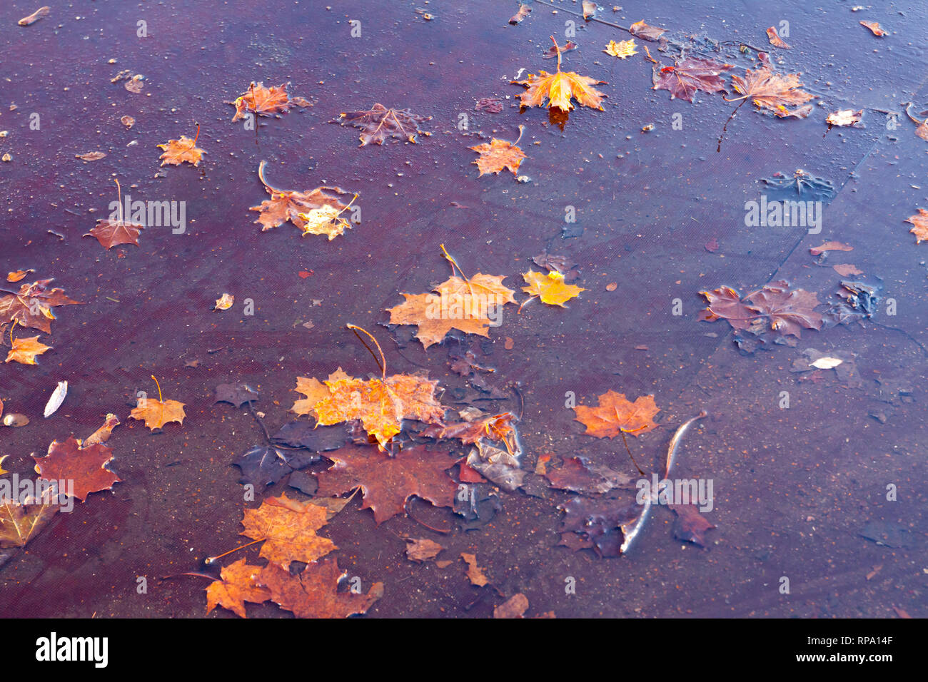 Fallen yellow maple leaves in a puddle. Beautiful autumn background Stock Photo - Alamy