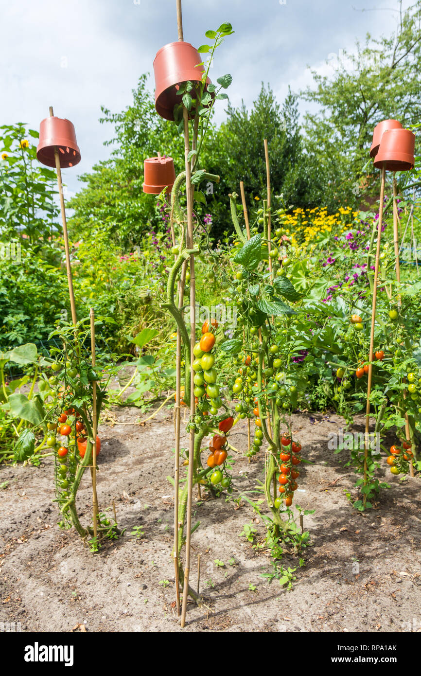 tomatoes ropening on the vinein outside sunny garden Stock Photo - Alamy