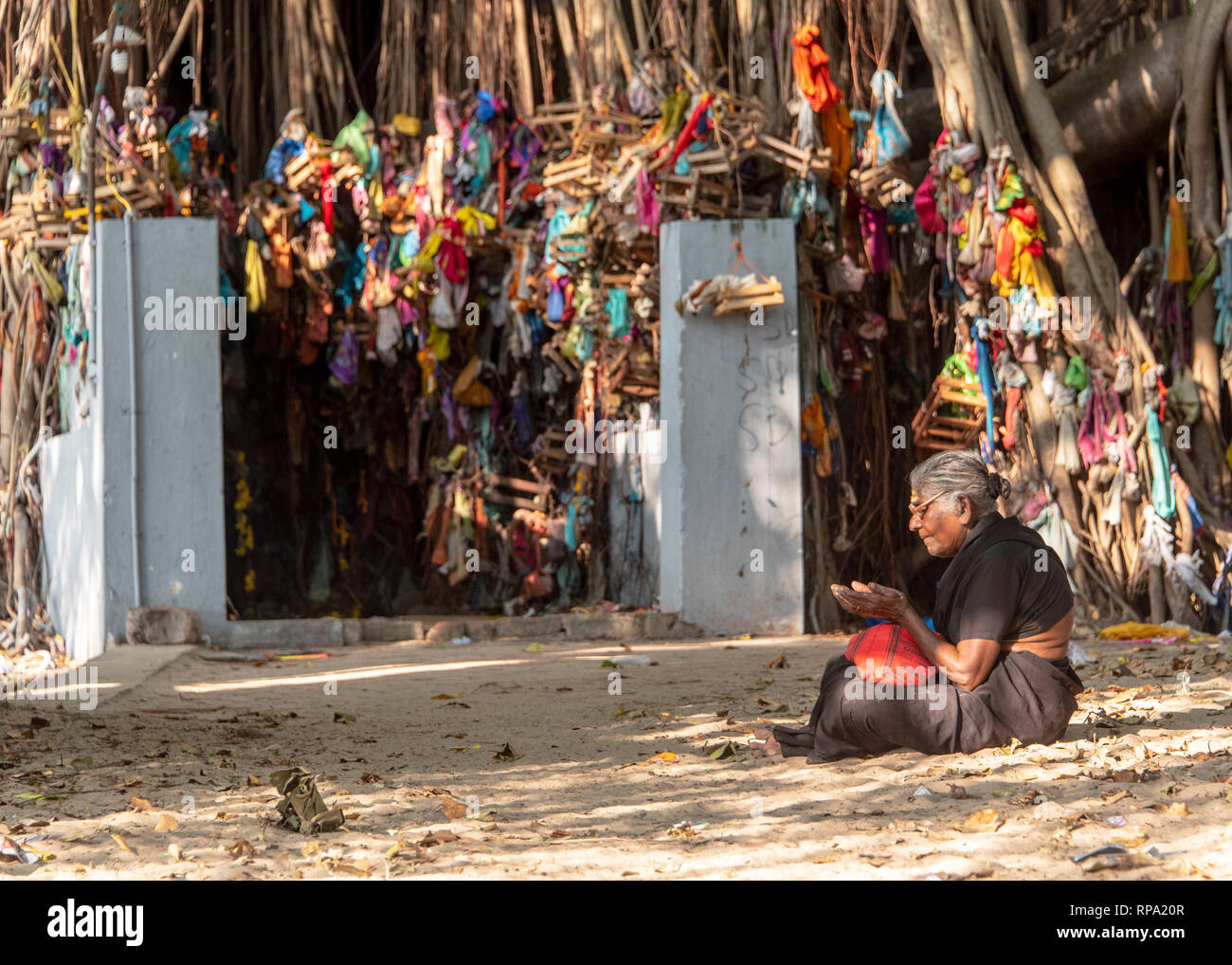 A lone woman in prayer under the shade of a huge banyan tree near the ...