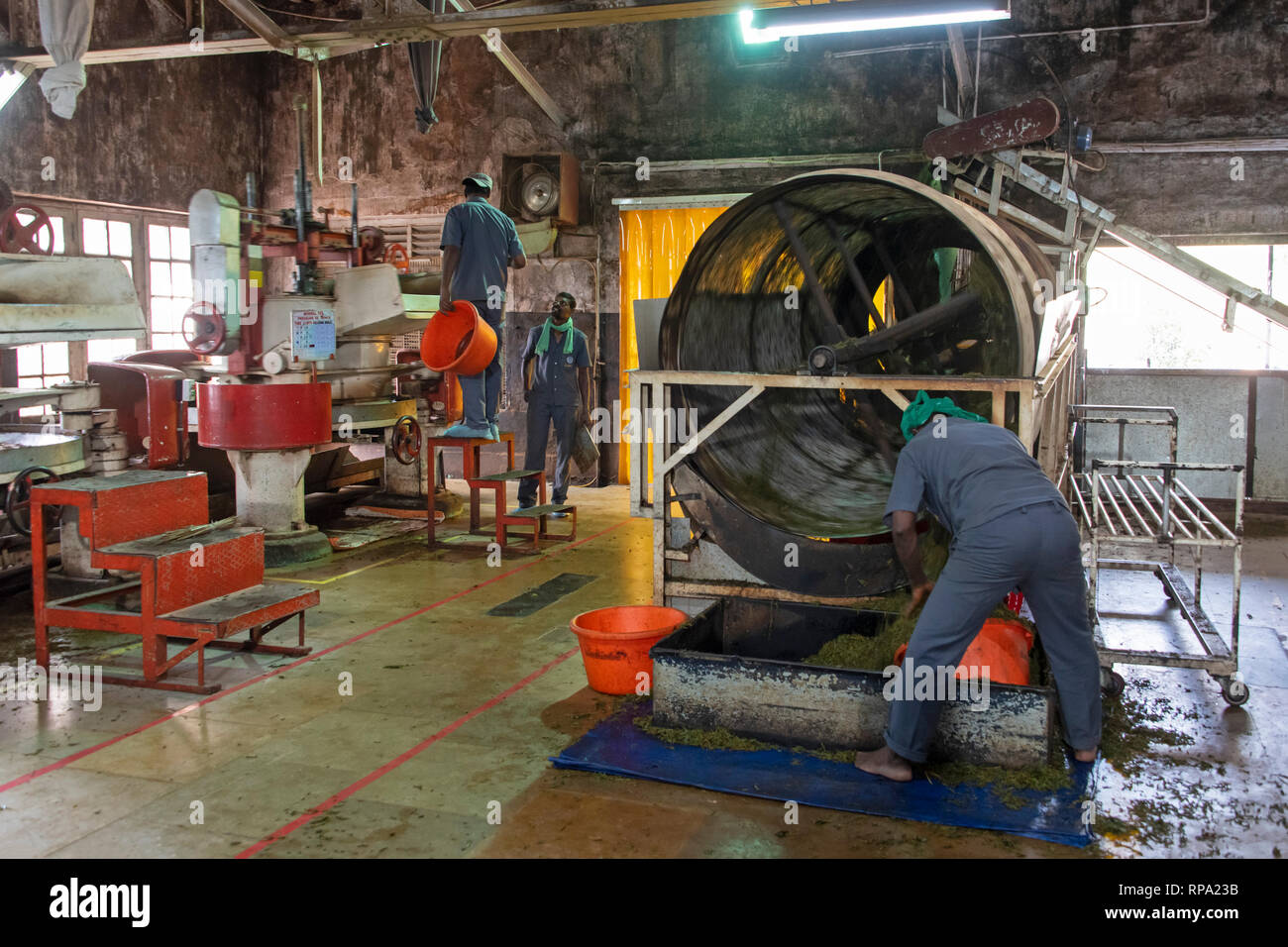 Workers at work in the Lockhart tea factory using traditional methods ...