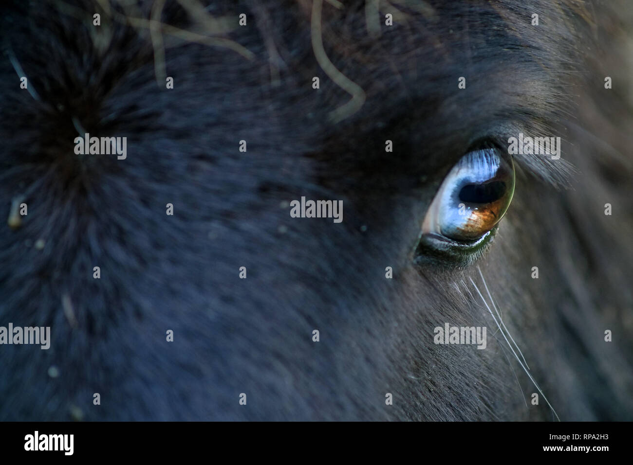 Rectangular pupil hi-res stock photography and images - Alamy