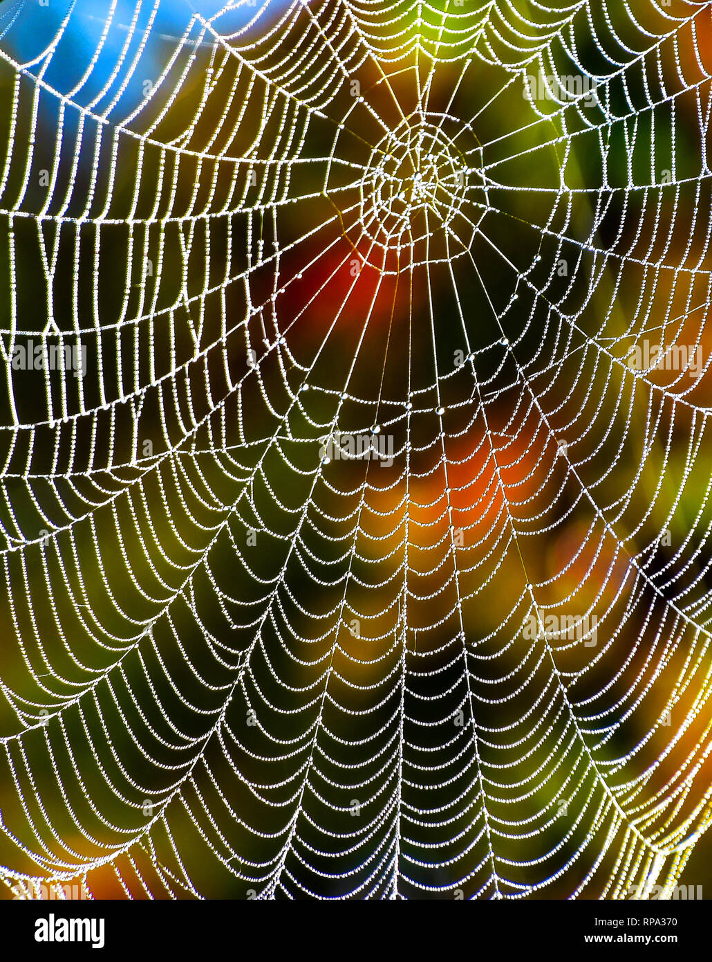 Frozen Spider's Web backed by autumnal colours Stock Photo - Alamy