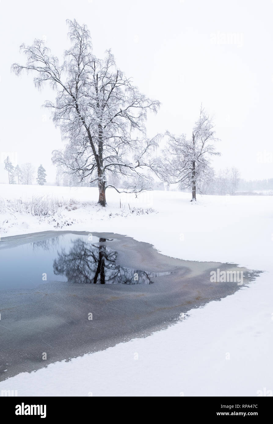 Winter trees on the river at daytime. Landscape with snowy trees ...