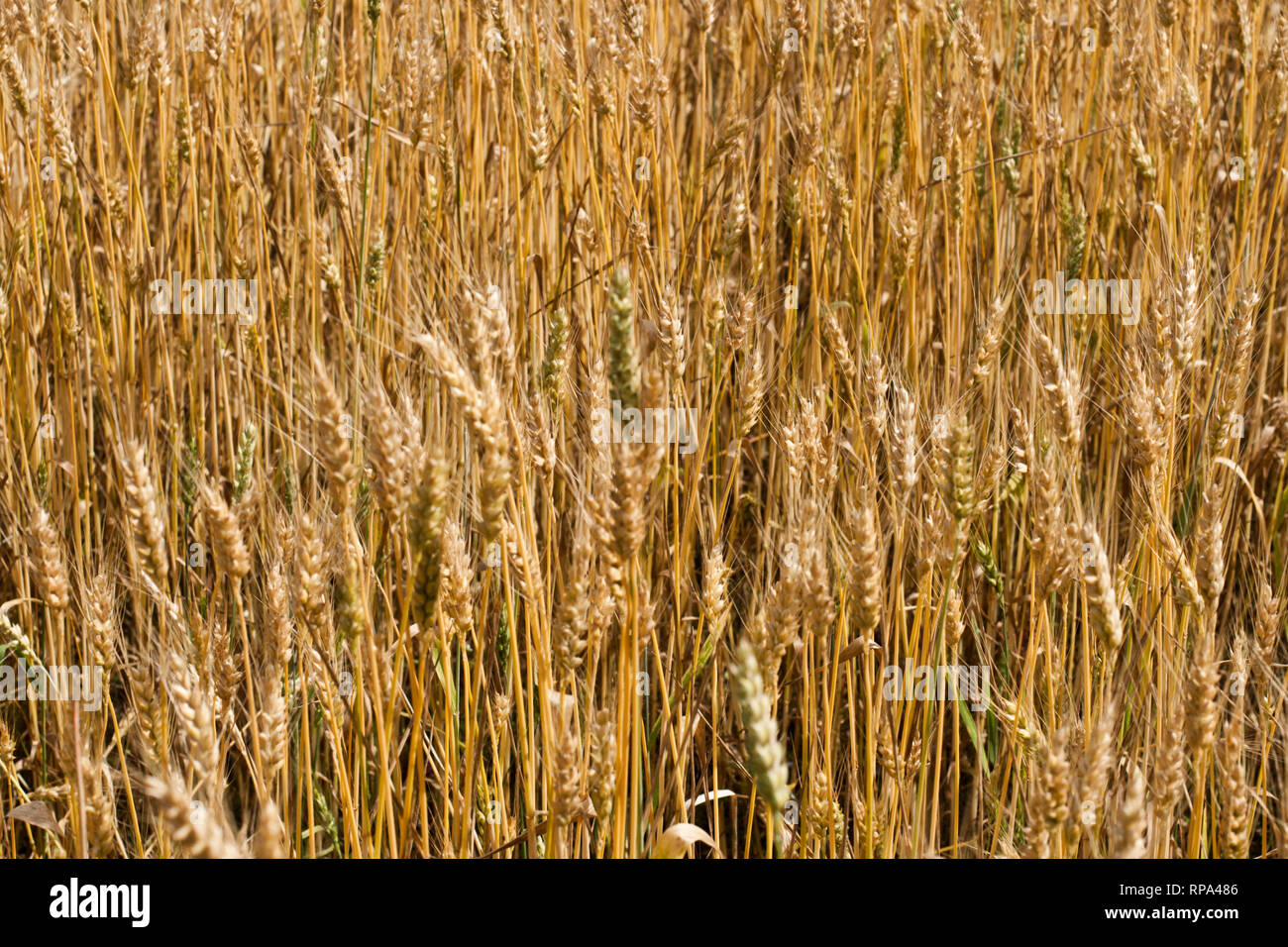 Field of wheat background Stock Photo - Alamy