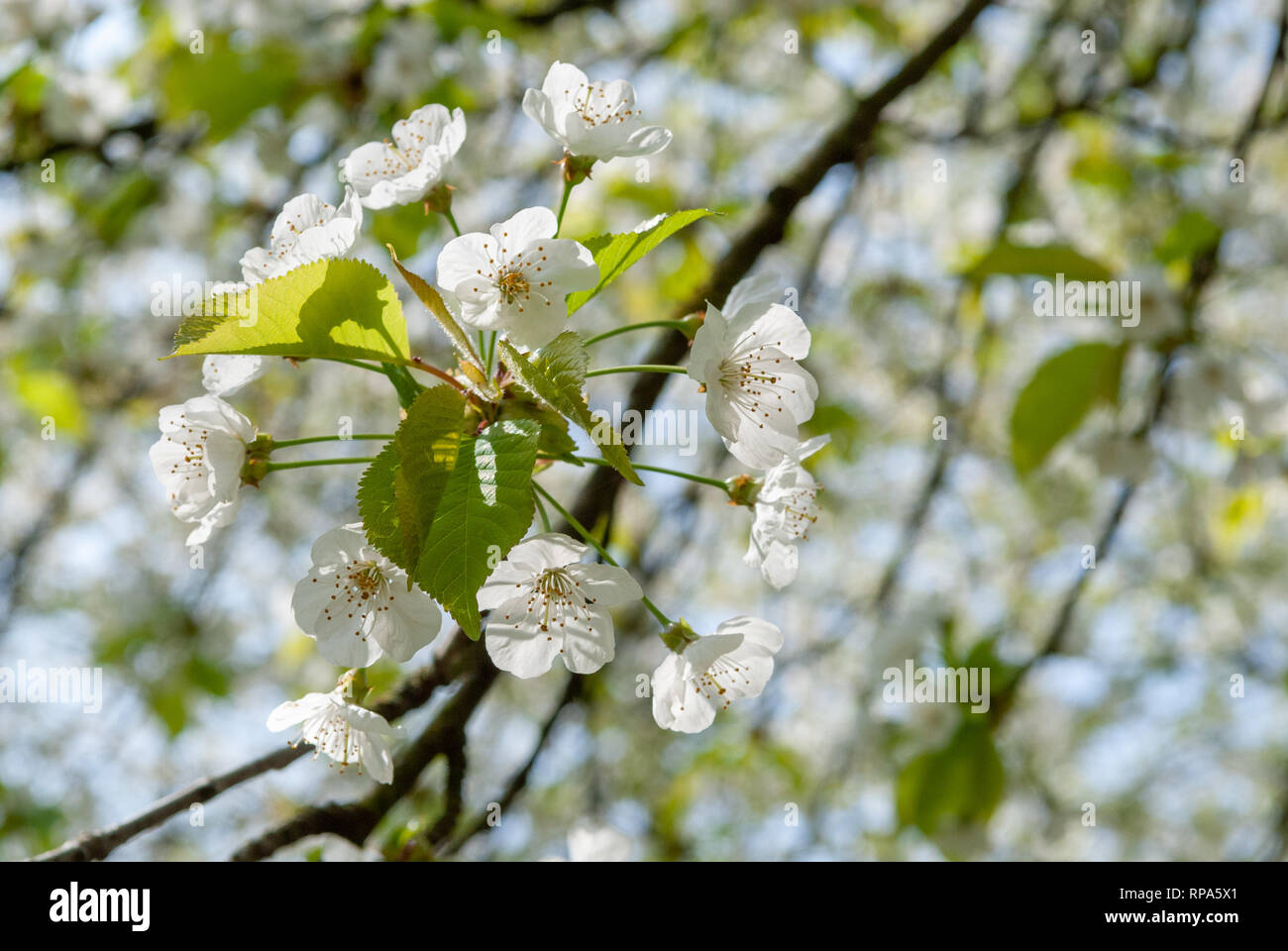 Cherry blossom - Hanami celebration Stock Photo - Alamy