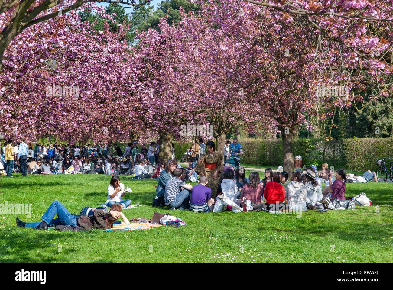 Cherry blossom - Hanami celebration Stock Photo - Alamy