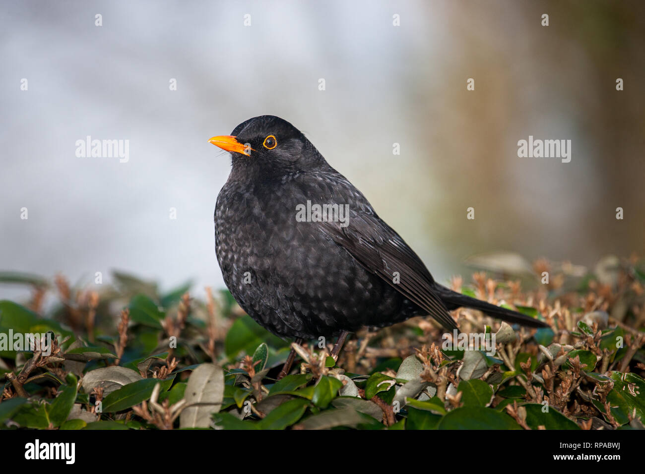 Blackbird nest hedge hi-res stock photography and images - Alamy