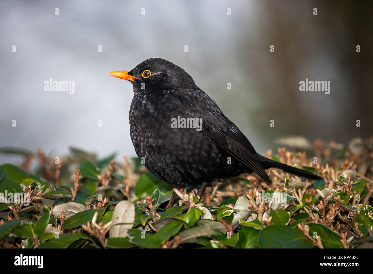 Bird nest hedge hi-res stock photography and images - Alamy