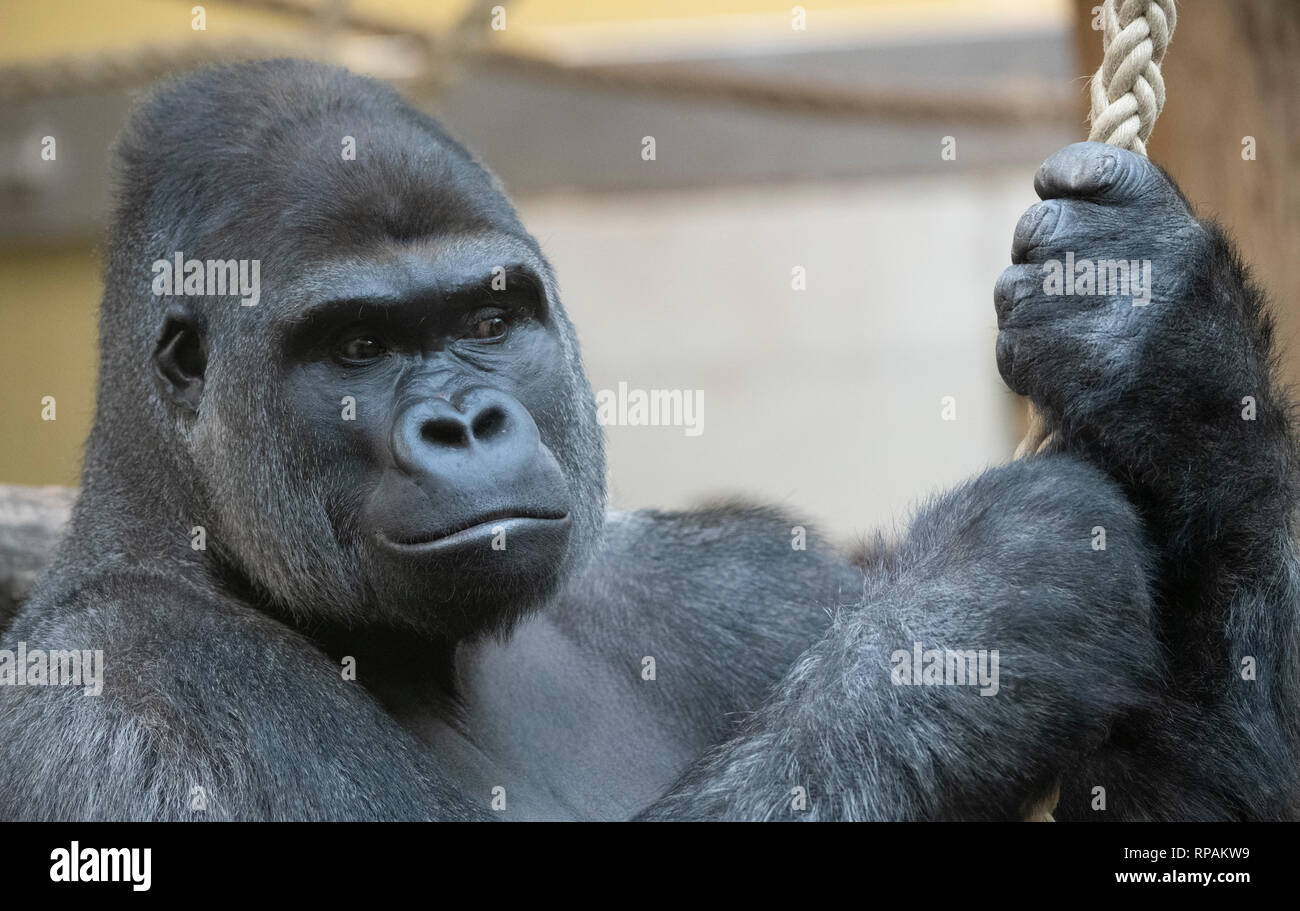 Berlin, Germany. 17th Feb, 2019. The new gorilla man Sango sits on the ...