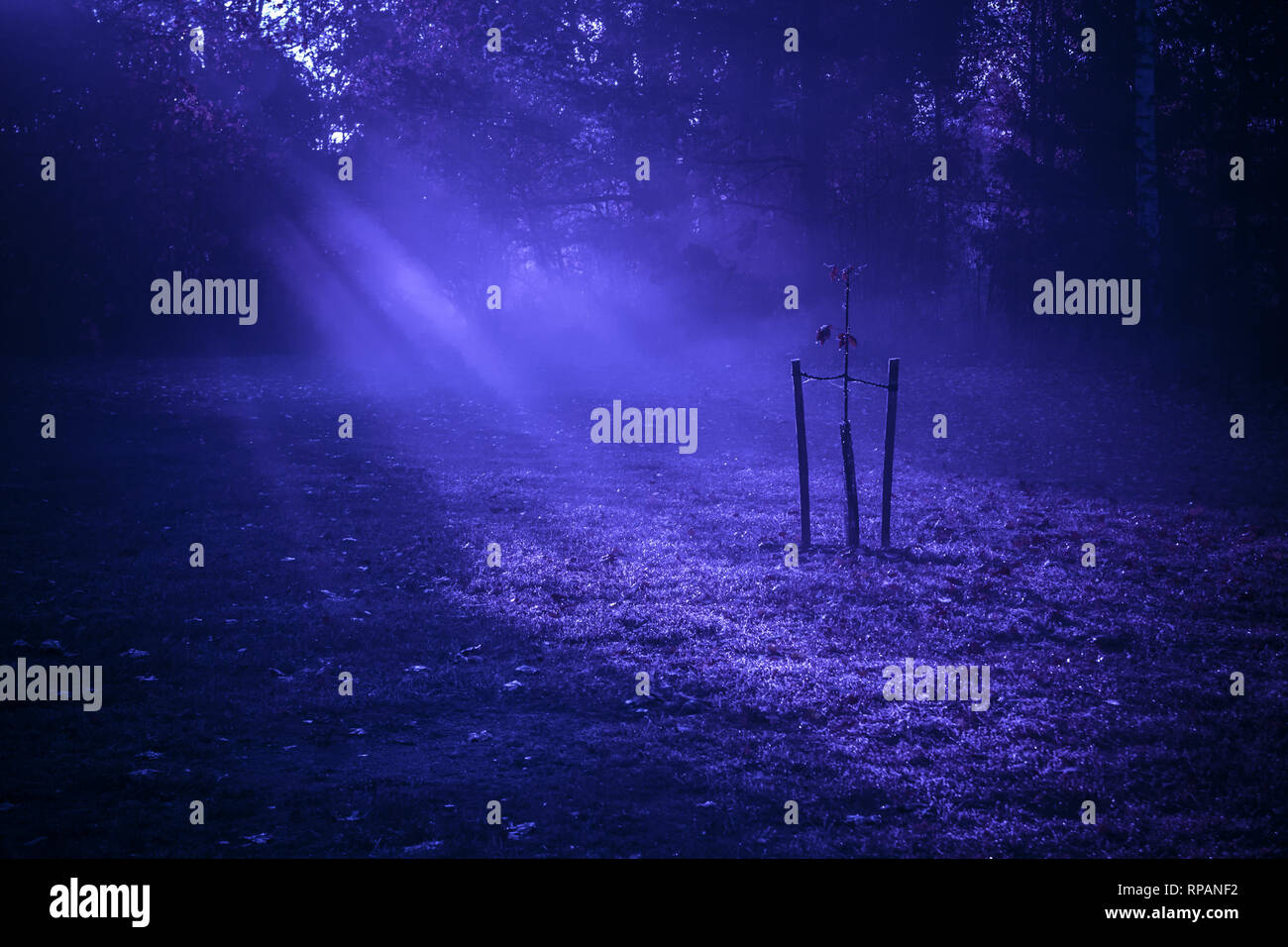 Autumn night moon light rays piercing through the trees and fog to the ...