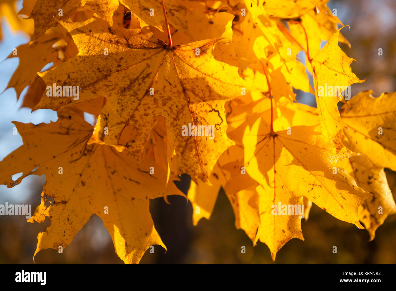 Autumn in the park: golden maple tree leaves in the sunlight Stock ...