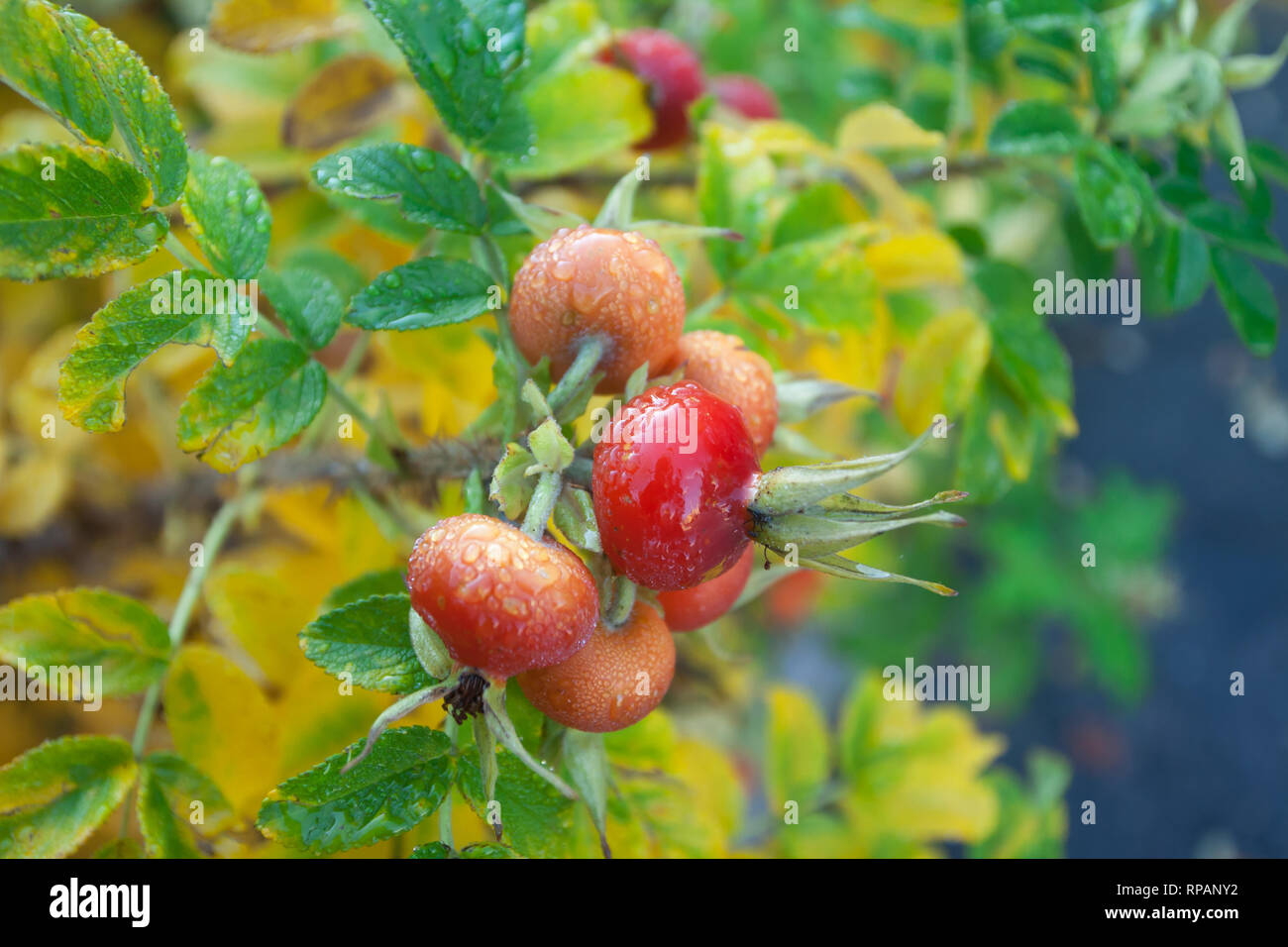 Red rose hips with raindrops. Rose hips are the fruits of rose hedges ...