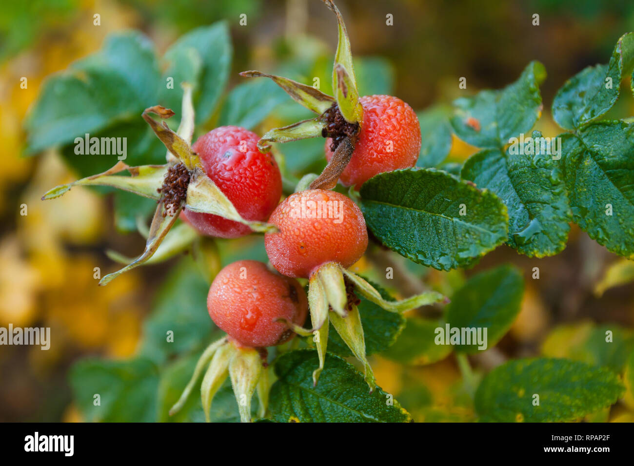 Red rose hips with raindrops. Rose hips are the fruits of rose hedges ...