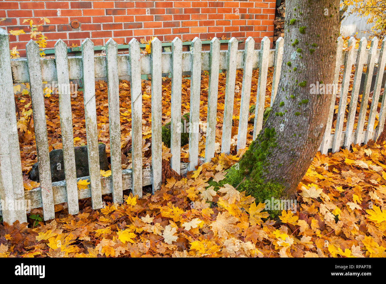 Red maple and white picket fence hi-res stock photography and images ...