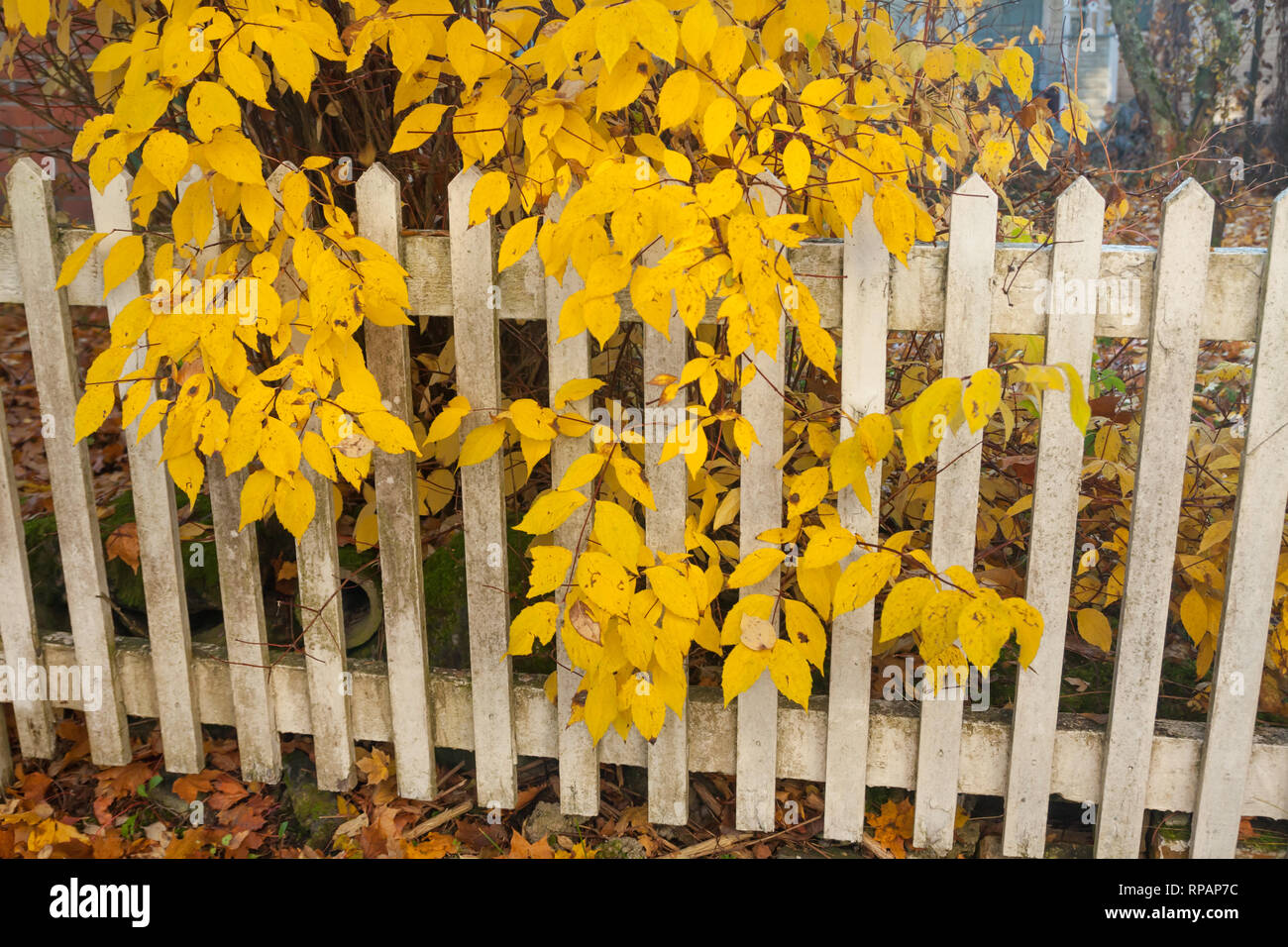 Beautiful colorful autumn scene with white old fence and fall colors in ...