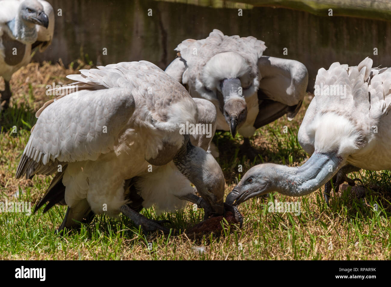 Cape Vultures competing for food during feeding time at the African ...