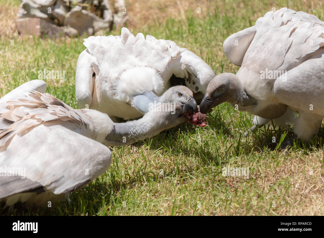 Vultures feeding fighting hi-res stock photography and images - Alamy